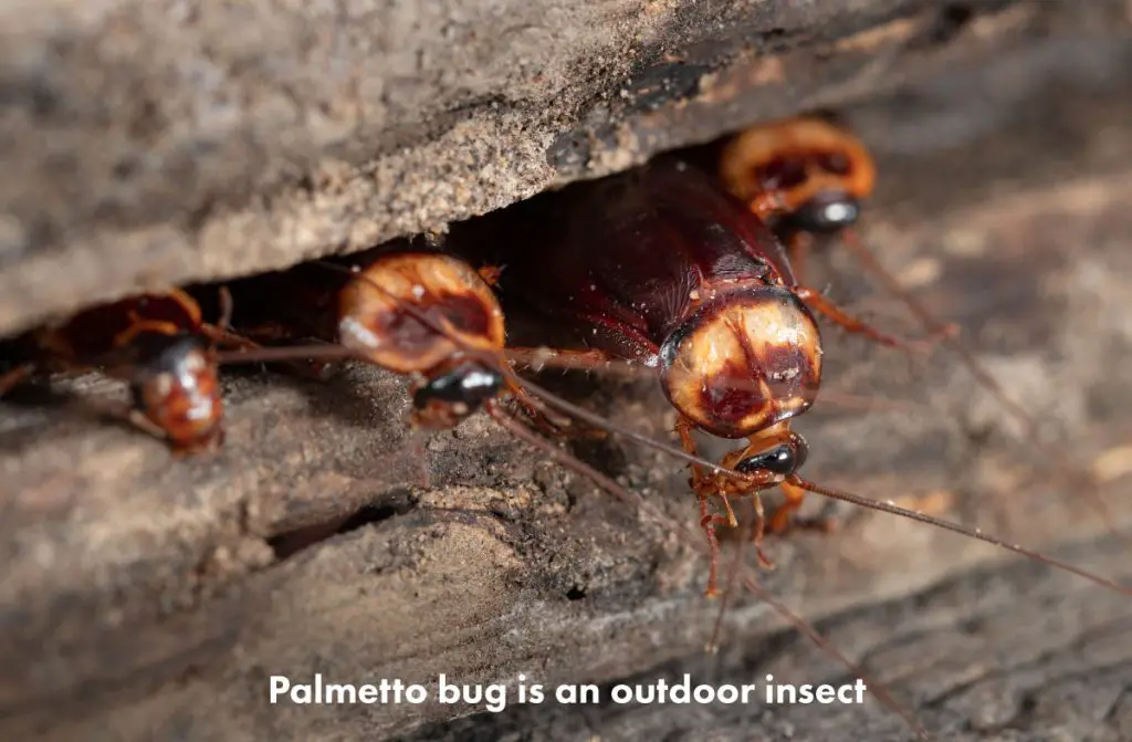 Palmetto Bug [Is it a COCKROACH?] | APB