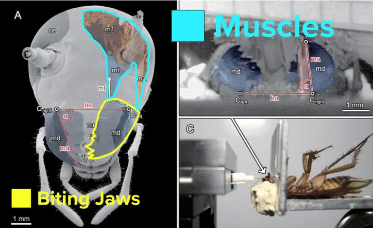 Do Palmetto Bugs Bite? | APB