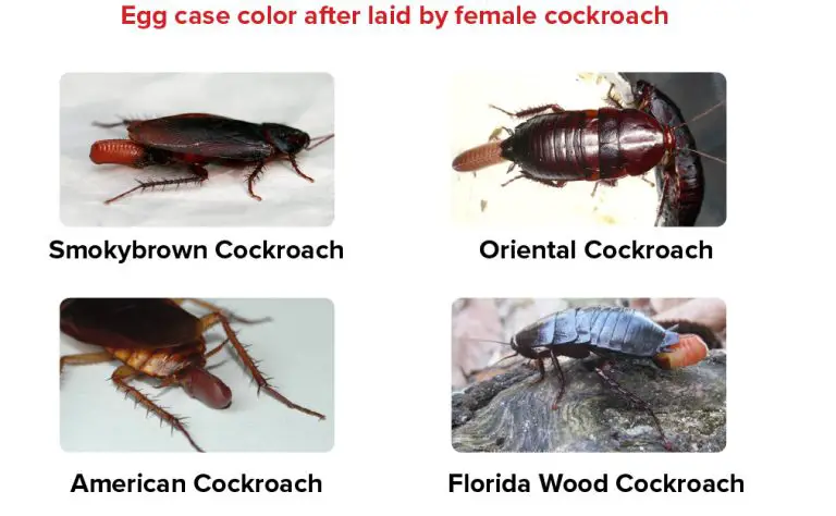 Cockroach Eggs: Pictures & Facts | APB