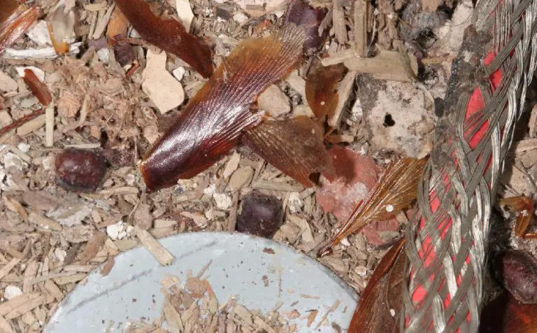 Cockroach Eggs: Pictures & Facts | APB