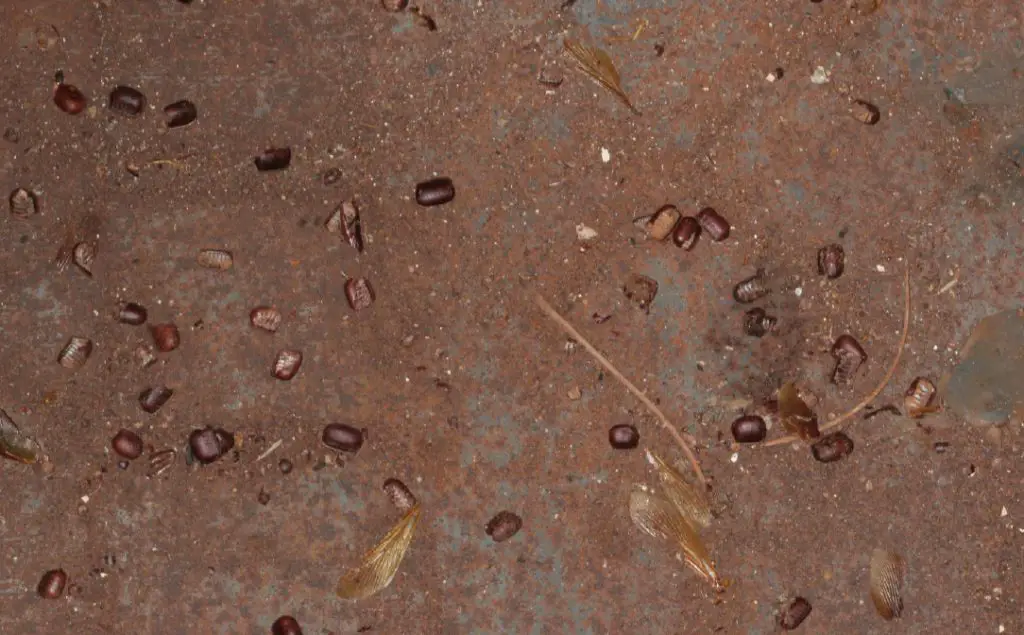 Cockroach Eggs: Pictures & Facts | APB