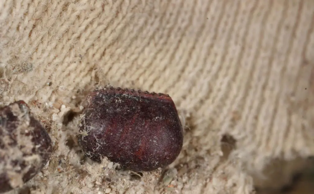 Cockroach Eggs: Pictures & Facts | APB