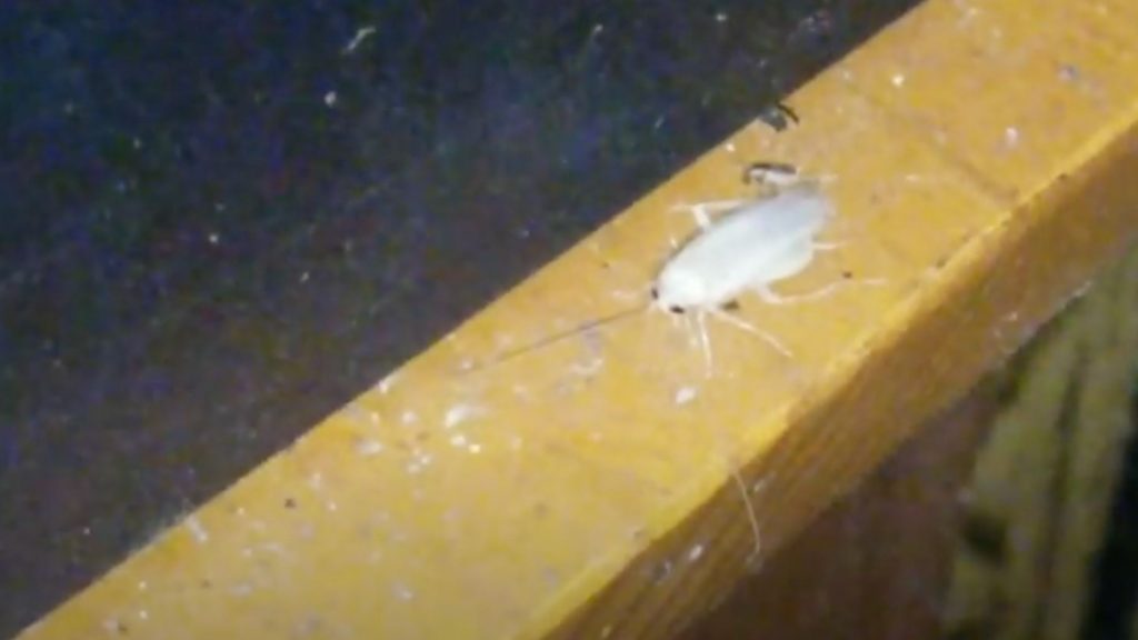 Albino Roach: A Guide to White Cockroach | APB