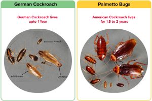 German Roach vs American Roach (Which ONE to FEAR?) | APB