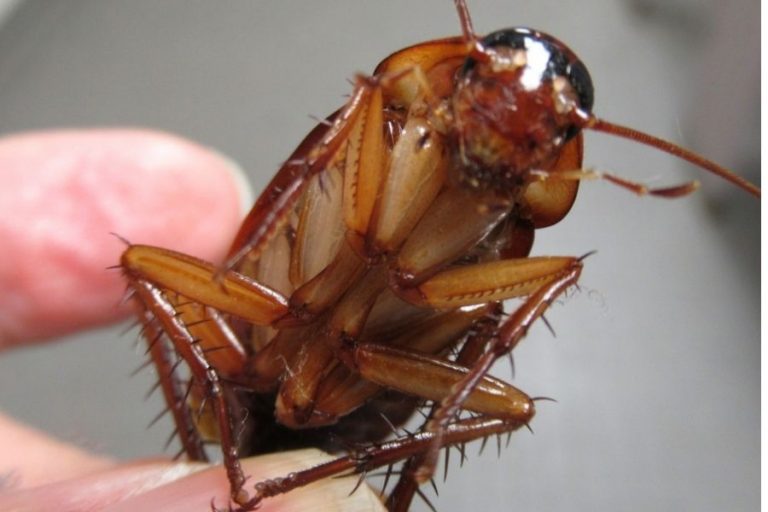 Australian Cockroach: Identification Guide | APB
