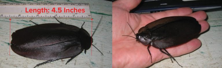 World Biggest Cockroach (LARGER than Guinness Book) | APB