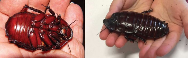 World Biggest Cockroach (LARGER than Guinness Book) | APB