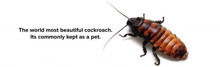 World Biggest Cockroach (LARGER than Guinness Book) | APB