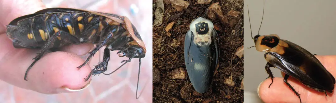 World Biggest Cockroach (LARGER than Guinness Book) | APB