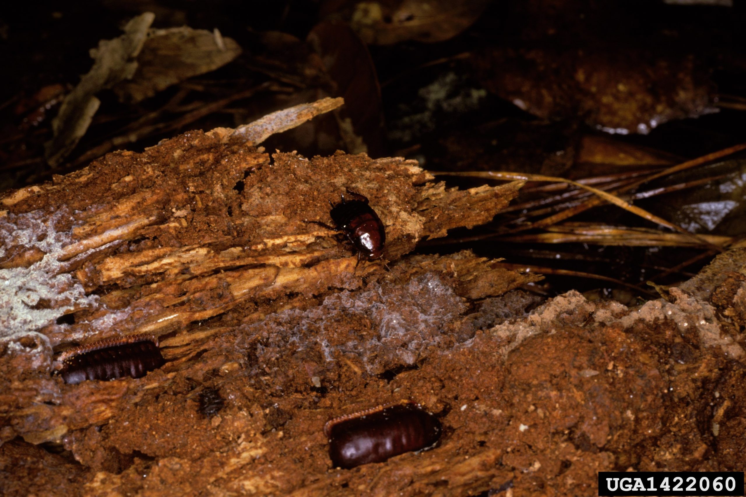 Cockroach Eggs: Pictures & Facts | APB