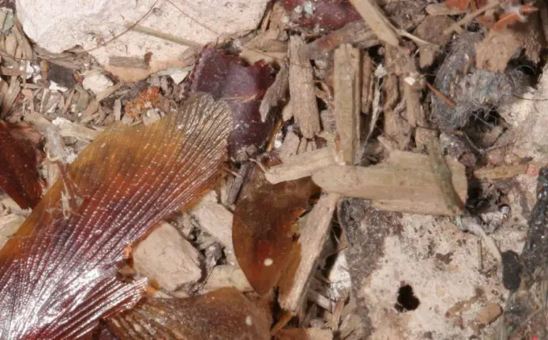 Cockroach Eggs: Pictures & Facts | APB