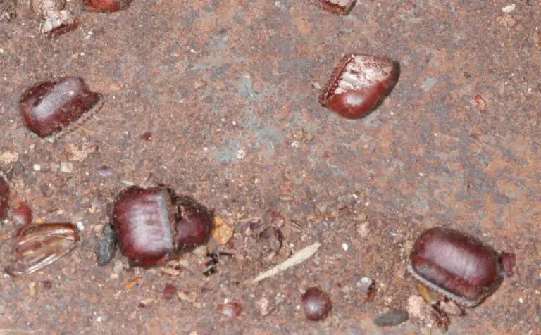 Cockroach Eggs: Pictures & Facts | APB