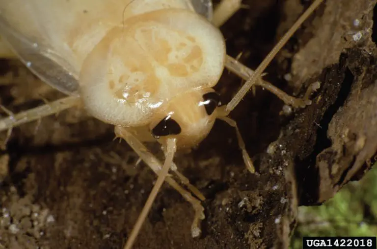 Albino Roach: A Guide to White Cockroach | APB