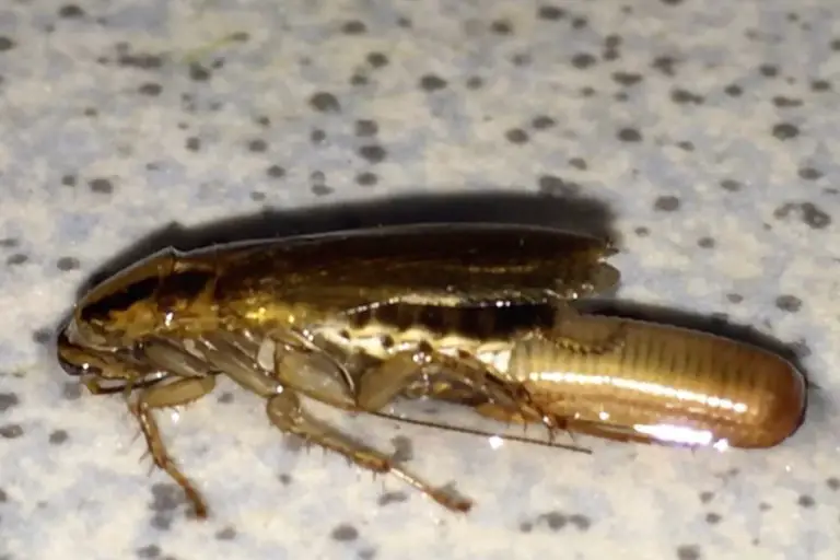 Cockroach Eggs: Pictures & Facts | APB