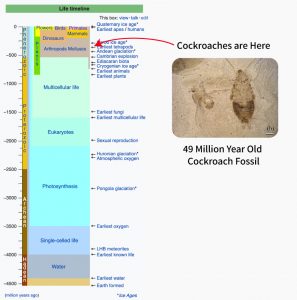 How long have Cockroaches been Around? | APB