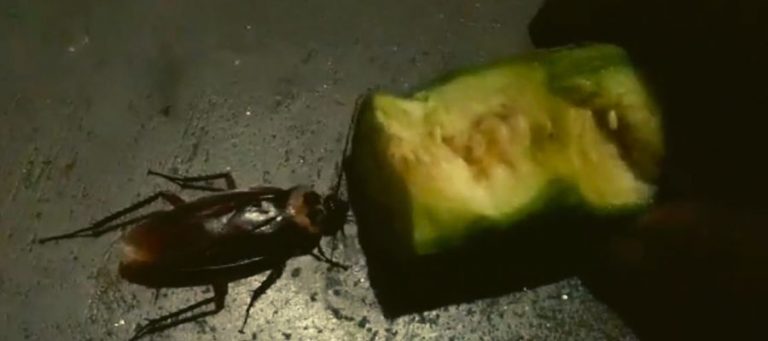 What do Cockroaches Eat? | APB