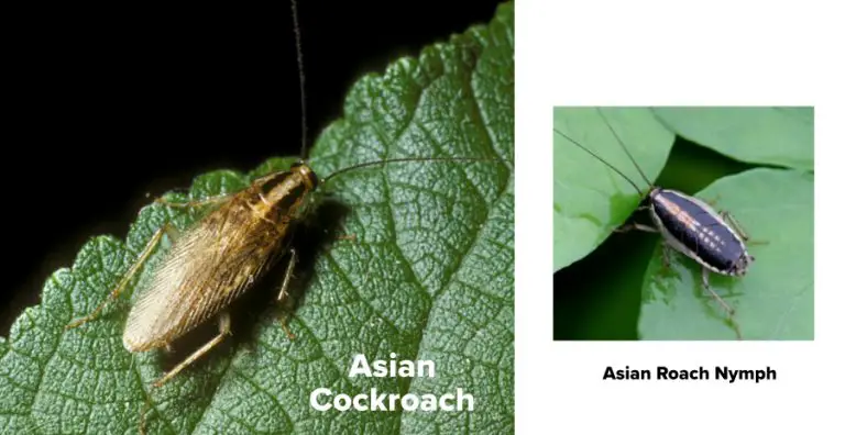 Identify and Get Rid of Small Cockroaches [Avoid THIS mistake] | APB