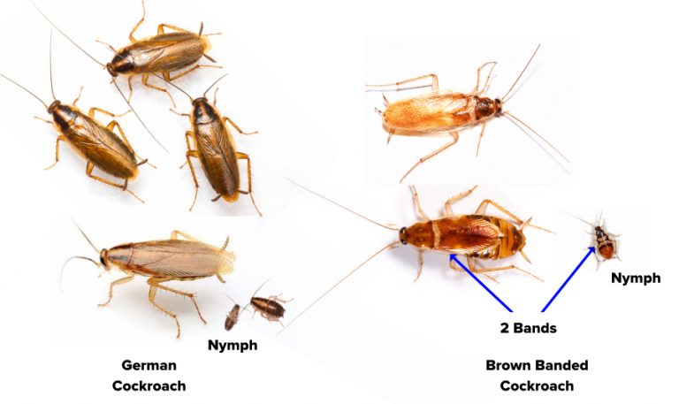 Identify and Get Rid of Small Cockroaches [Avoid THIS mistake] | APB