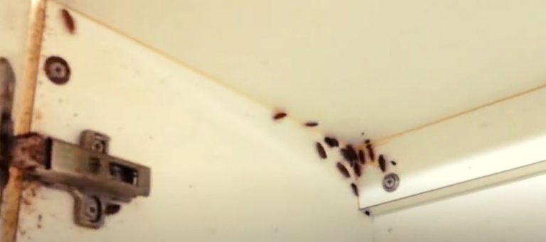 How to Identify Cockroach poop? (RAT's or Roach?) | APB