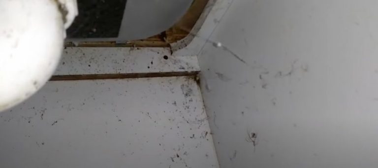 How to Identify Cockroach poop? (RAT's or Roach?) | APB