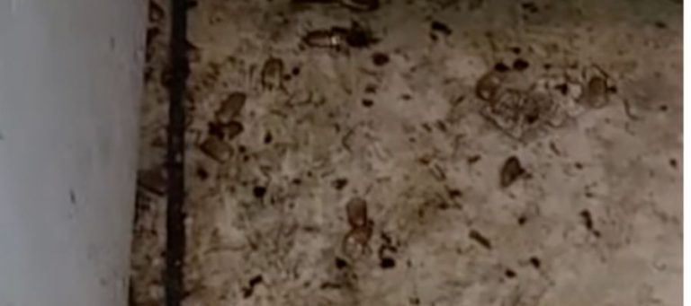 How to Identify Cockroach poop? (RAT's or Roach?) | APB