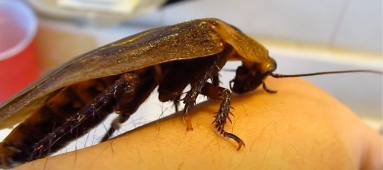 Blaberus Giganteus: The Mexican Cockroach [The LARGEST?] | APB