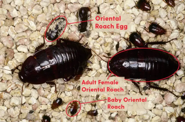 Oriental Cockroach a.k.a Waterbug (PESTs or NOT?) | APB