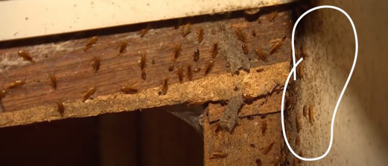 Cockroach Smear Marks: How to Identify? | APB