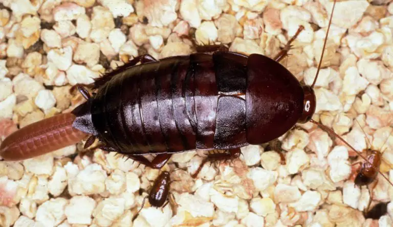 Oriental Cockroach a.k.a Waterbug (PESTs or NOT?) | APB
