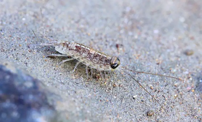Beach Roach: Isopoda Ligia Exotica Explained (Exotic ROACH?) | APB