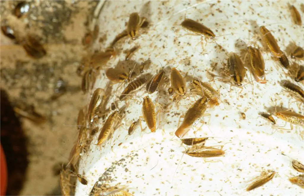 29 Disgusting and Ugly Roach Photos (Nature's BEAUTY?) | APB