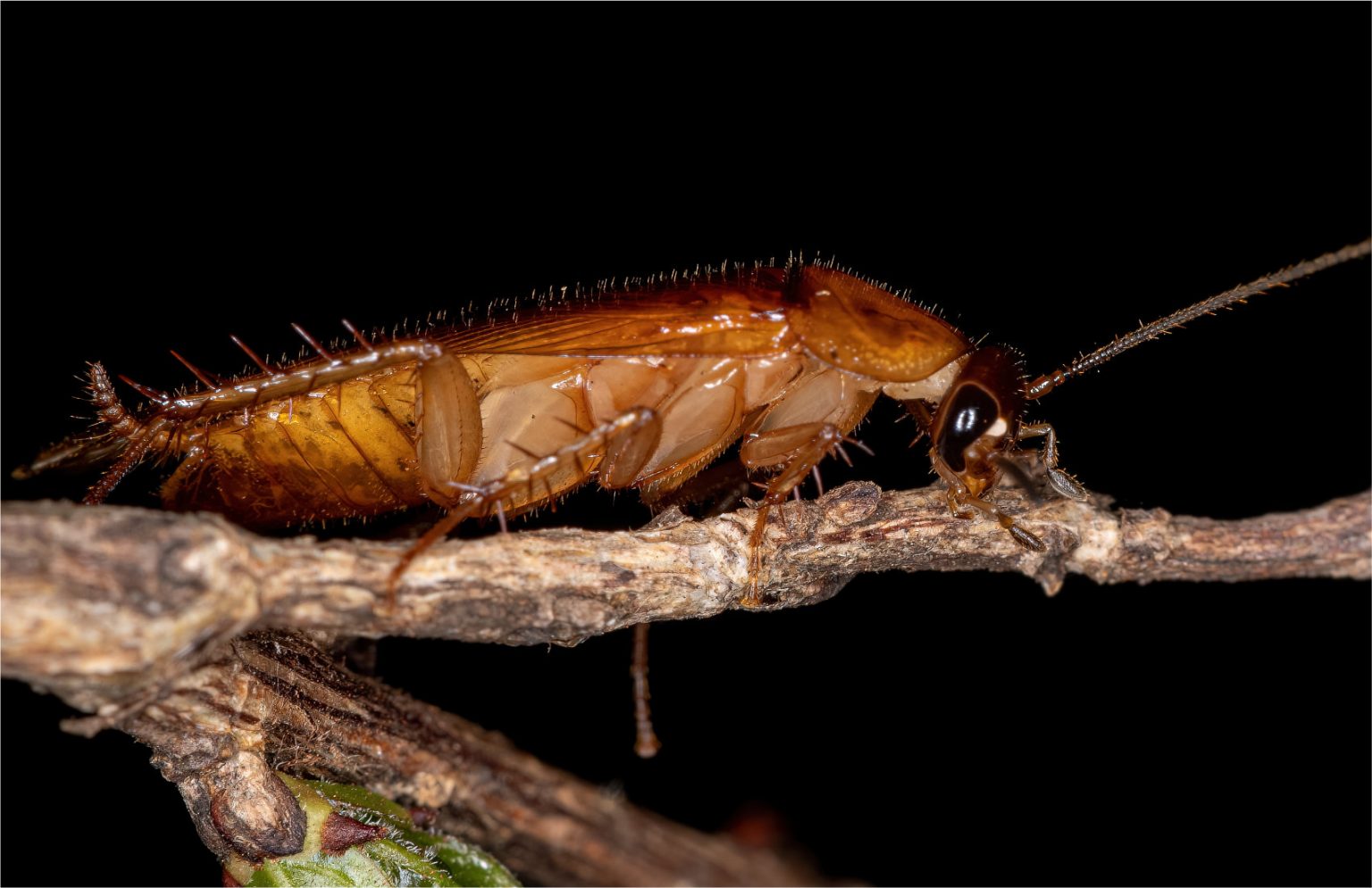 29 Disgusting and Ugly Roach Photos (Nature's BEAUTY?) | APB