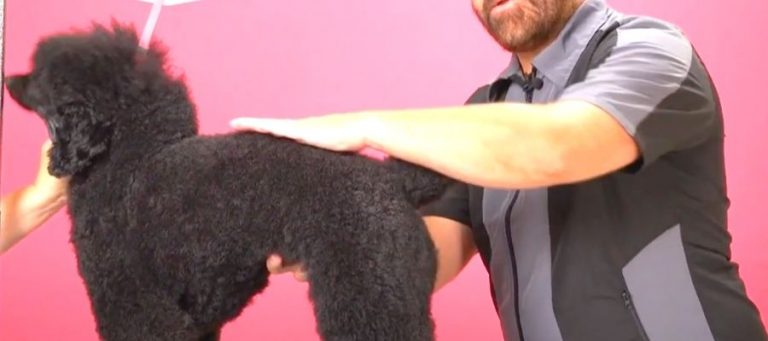 Roach Back Dog (Is my DOG Healthy & NORMAL?) | APB