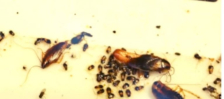 German Cockroach (The Deadliest PEST?) | APB