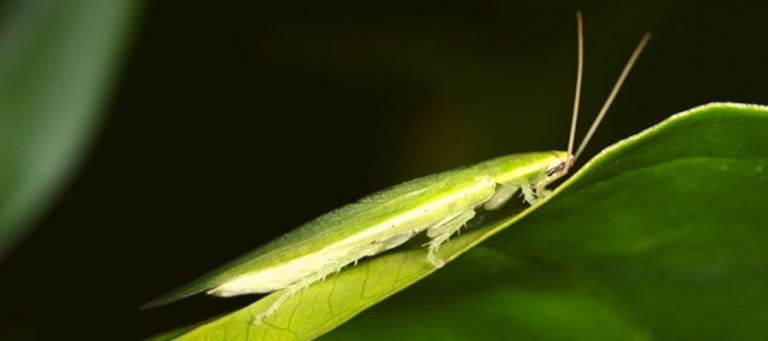 Cuban Cockroach (Is IT a TYPE?) | APB