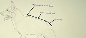 Roach Back Dog (Is my DOG Healthy & NORMAL?) | APB