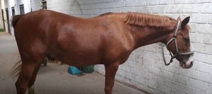 Horse Roach Back (Is My HORSE Healthy?) | APB