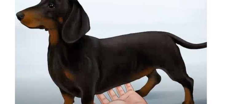 Roach Back Dog (Is my DOG Healthy & NORMAL?) | APB