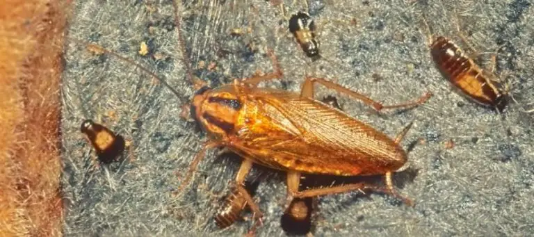 German Cockroach (The Deadliest PEST?) | APB