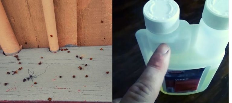 3 Best Poisons for Roaches (Avoid THESE Types!) | APB