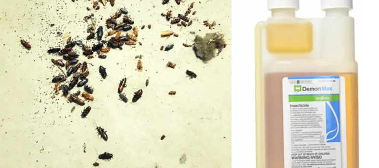 3 Best Poisons for Roaches (Avoid THESE Types!) | APB