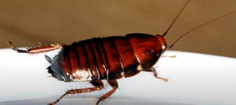 Florida woods Cockroach (Not WHAT You Think!) | APB