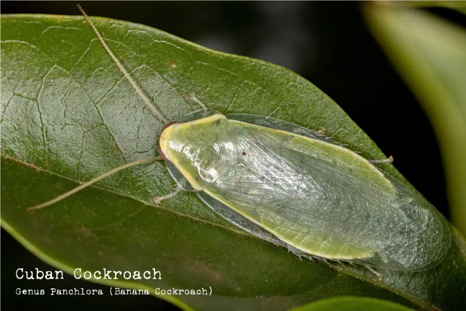 Why Do Cockroaches Exist? [HEAL or KILL?] | APB